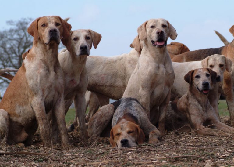 American Foxhound - Europetnet - Europe's Pet Portal