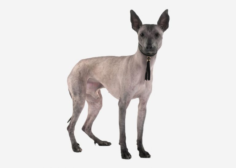 Peruvian Hairless Dog - Europetnet - Europe's Pet Portal